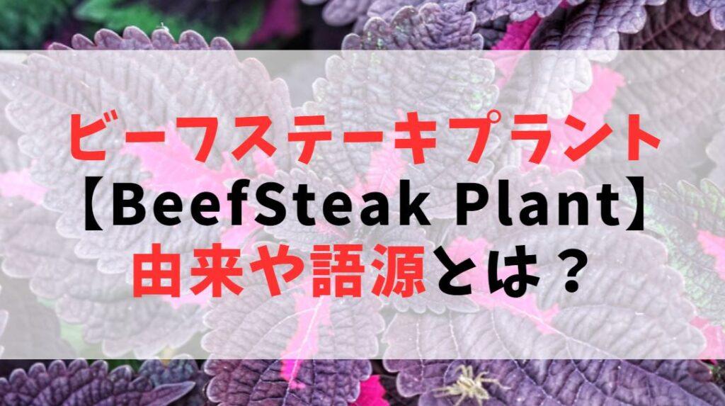 ビーフステーキプラント【BeefSteak Plant】由来や語源とは？紫蘇の英語英名